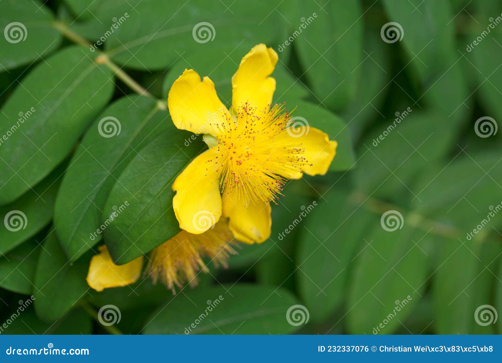 Rampe. Johns Vers Hypericum Calycinum Photo stock - Image of beauté ...