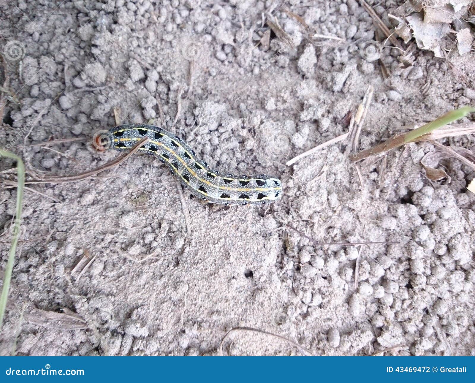 Rampement Venimeux D'insecte Photo stock - Image du rampement, insecte ...