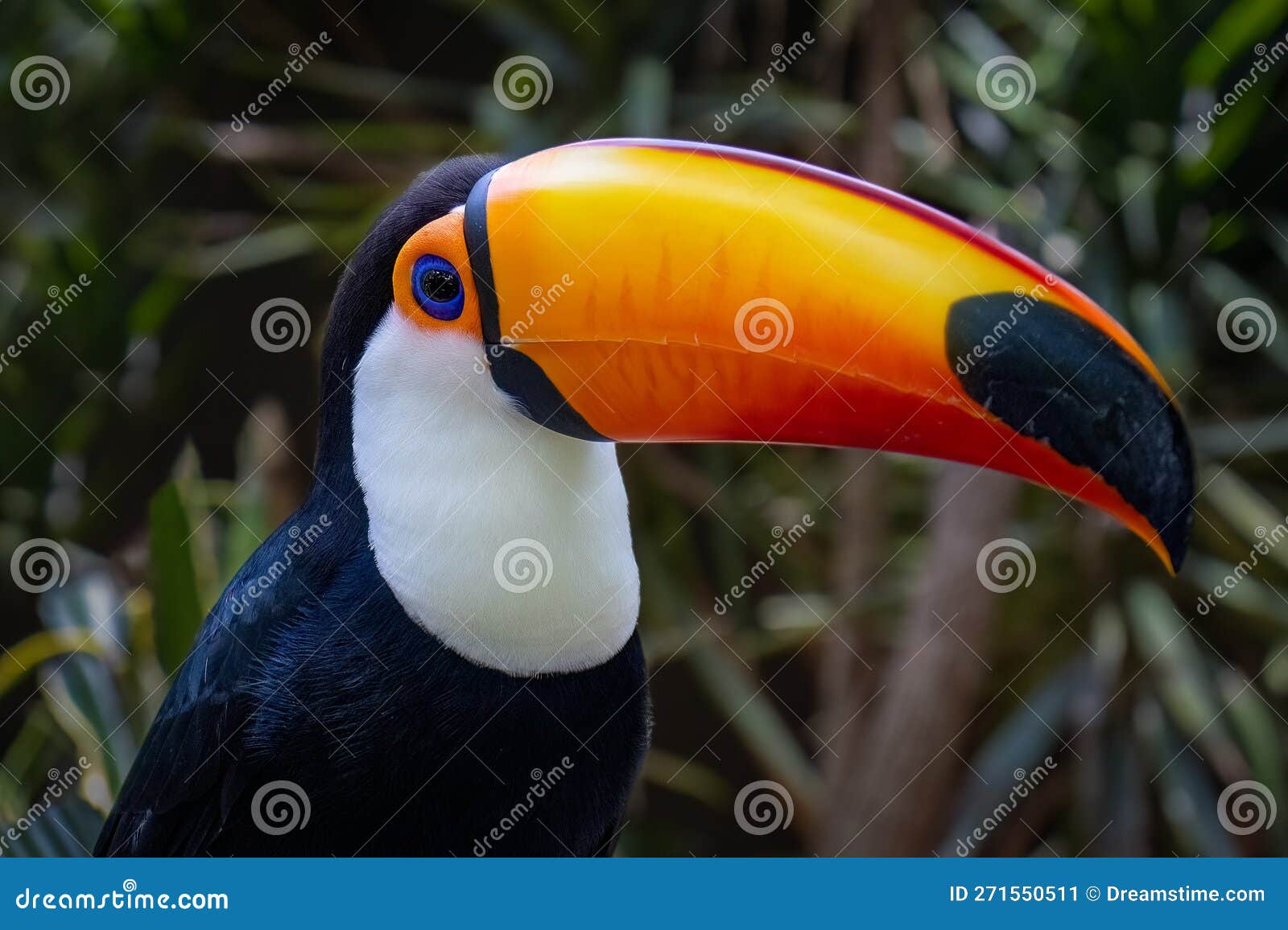 Ramphastos toco stock image. Image of climate, great - 271550511