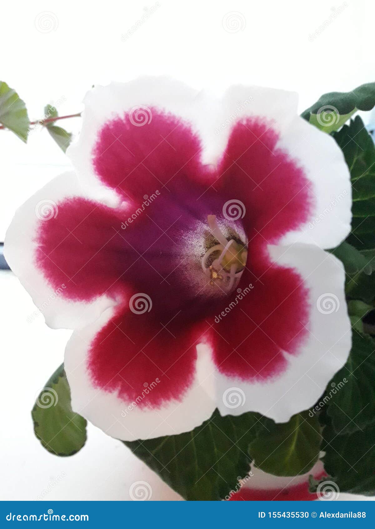 The rampion bellflower stock photo. Image of backdrop - 155435530