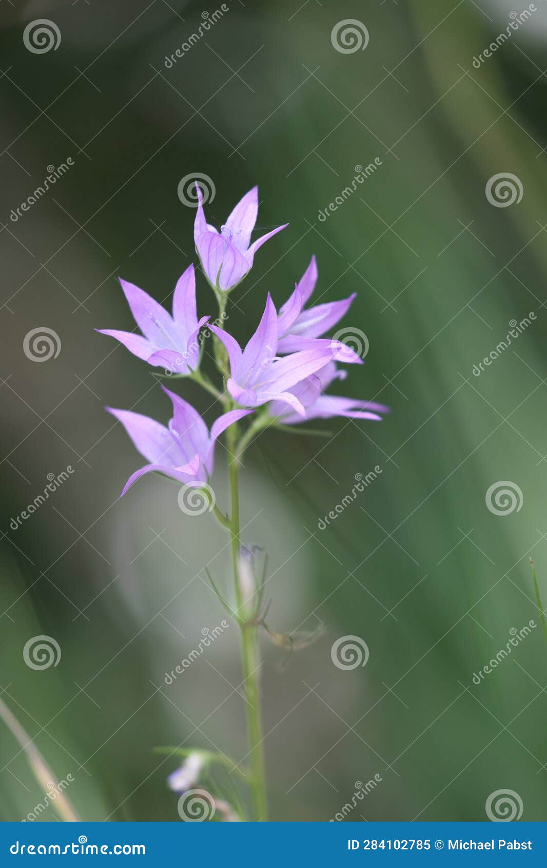 Rapunculus Flower Stock Photos - Free & Royalty-Free Stock Photos from ...