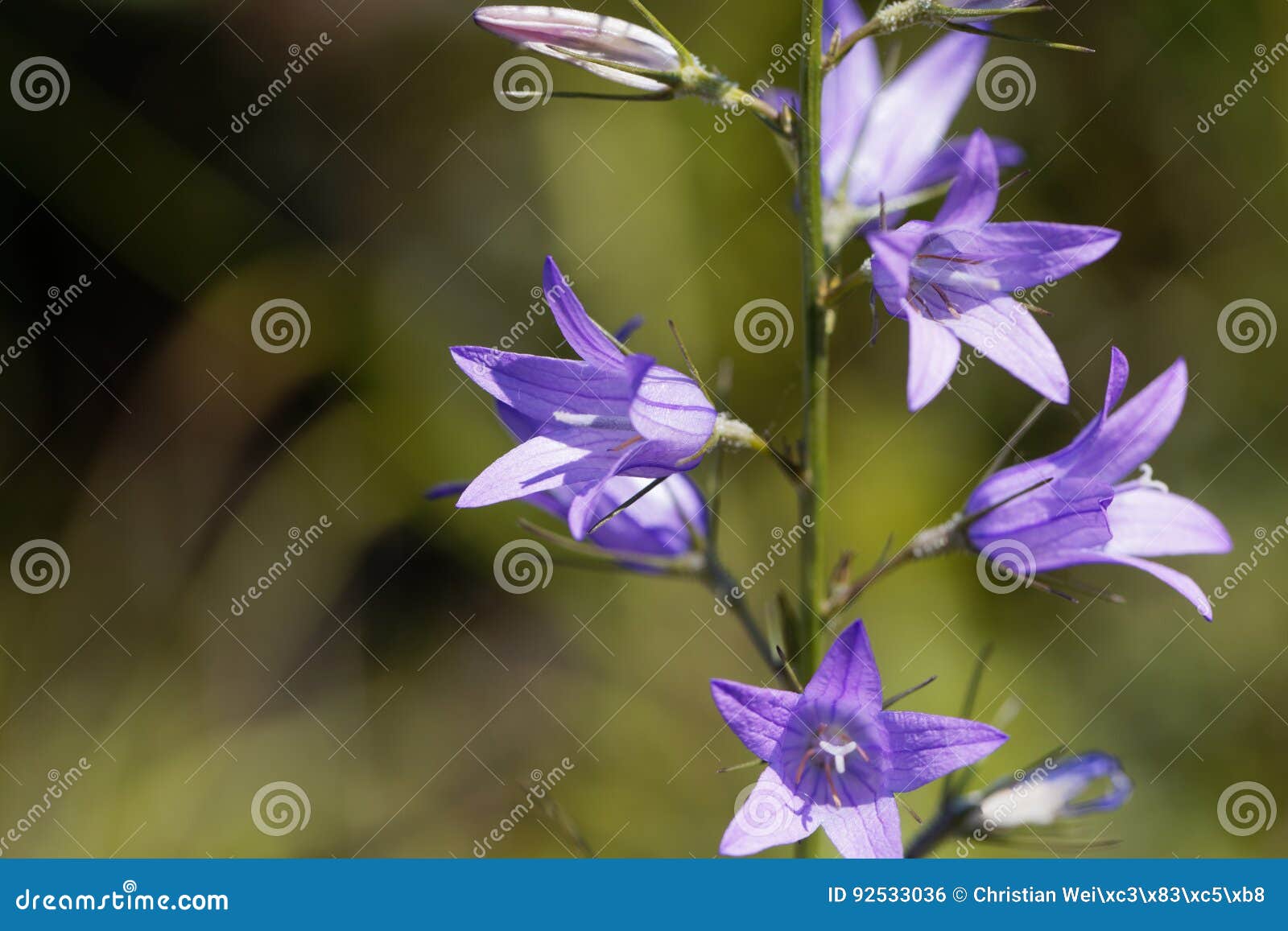Rampion Bellflower Campanula Rapunculus Stock Photo - Image of ecology ...