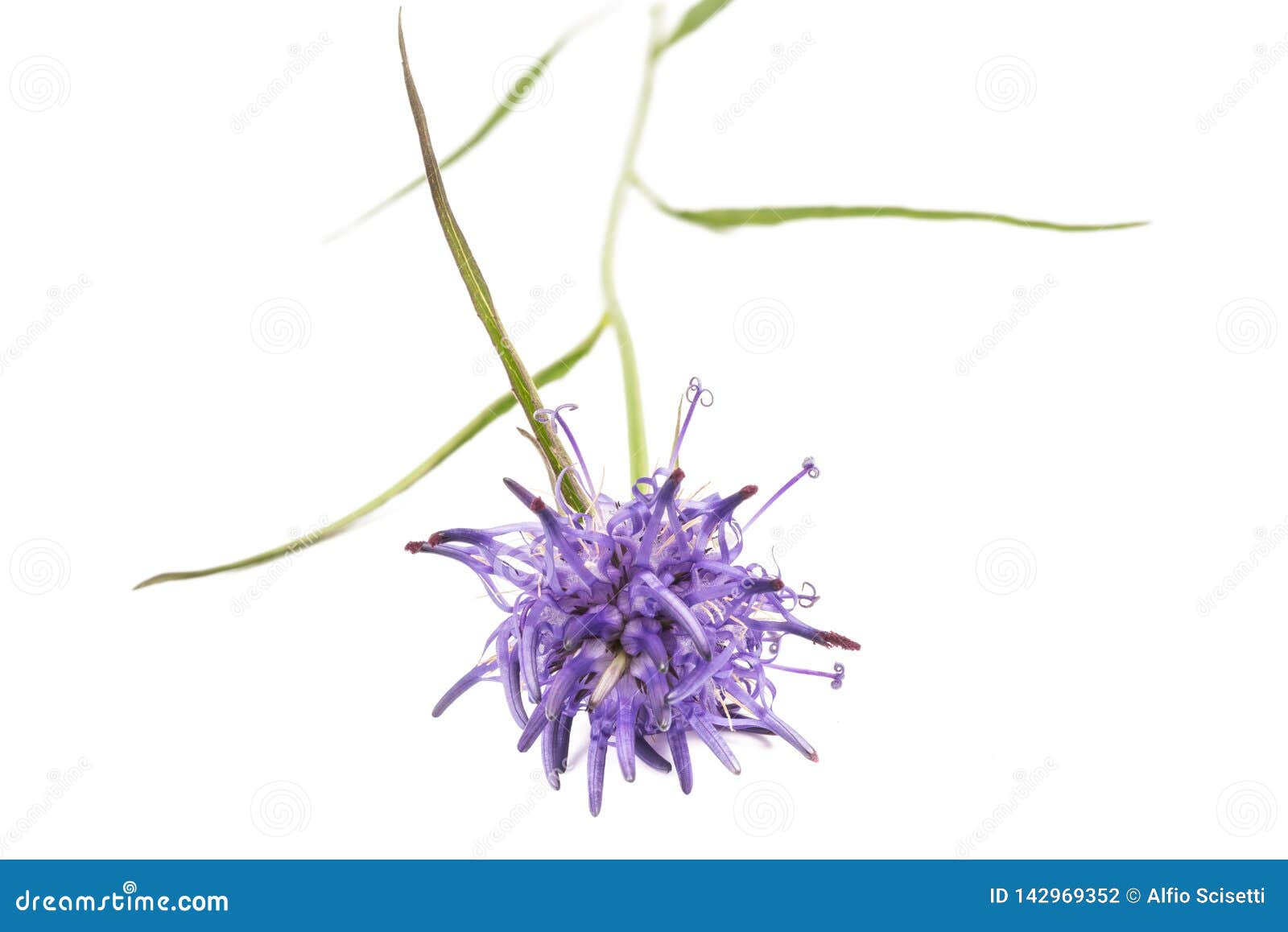 Rampion stock photo. Image of flower, blossom, violet - 142969352