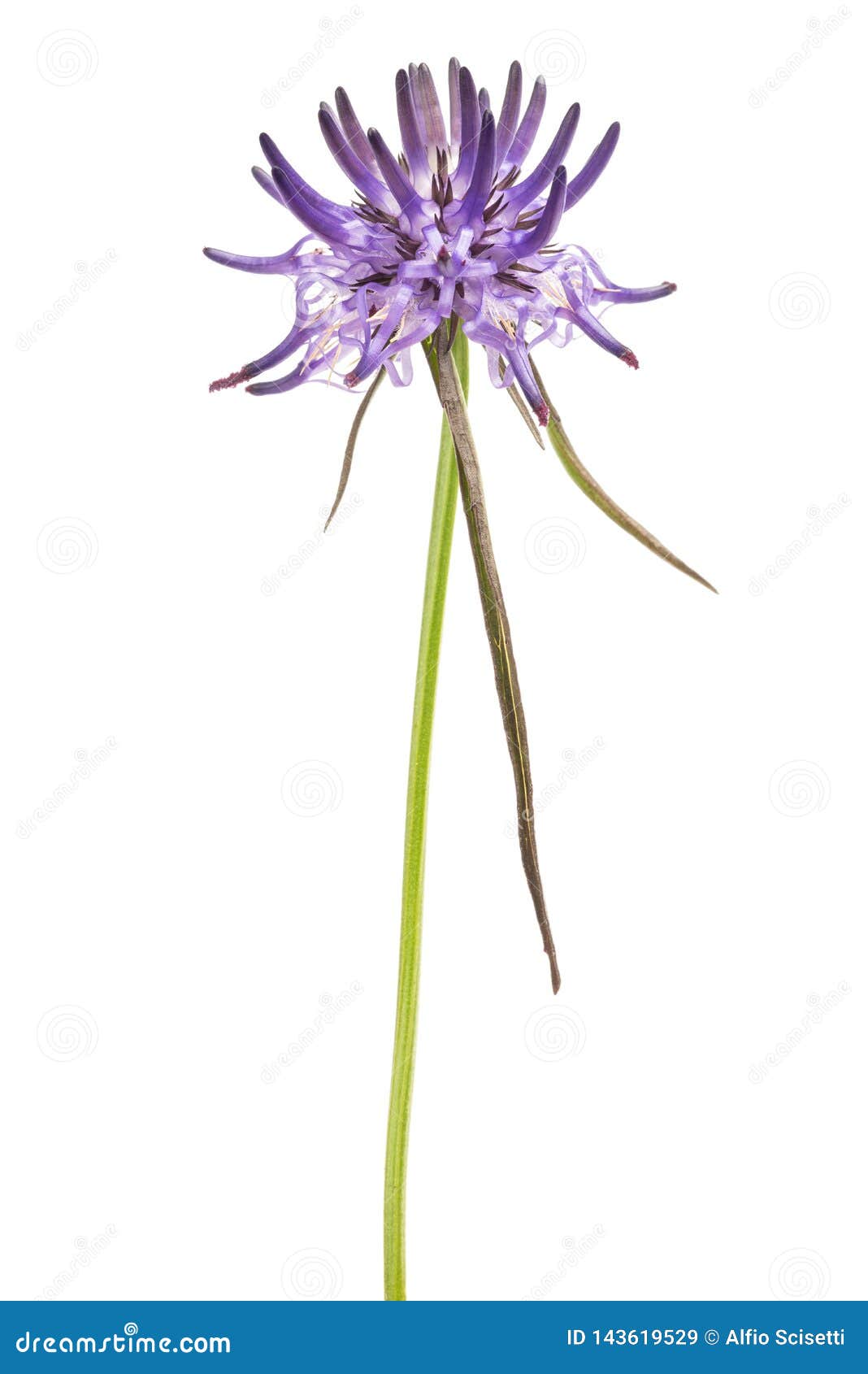 Rampion stock image. Image of phyteuma, rampion, nature - 143619529
