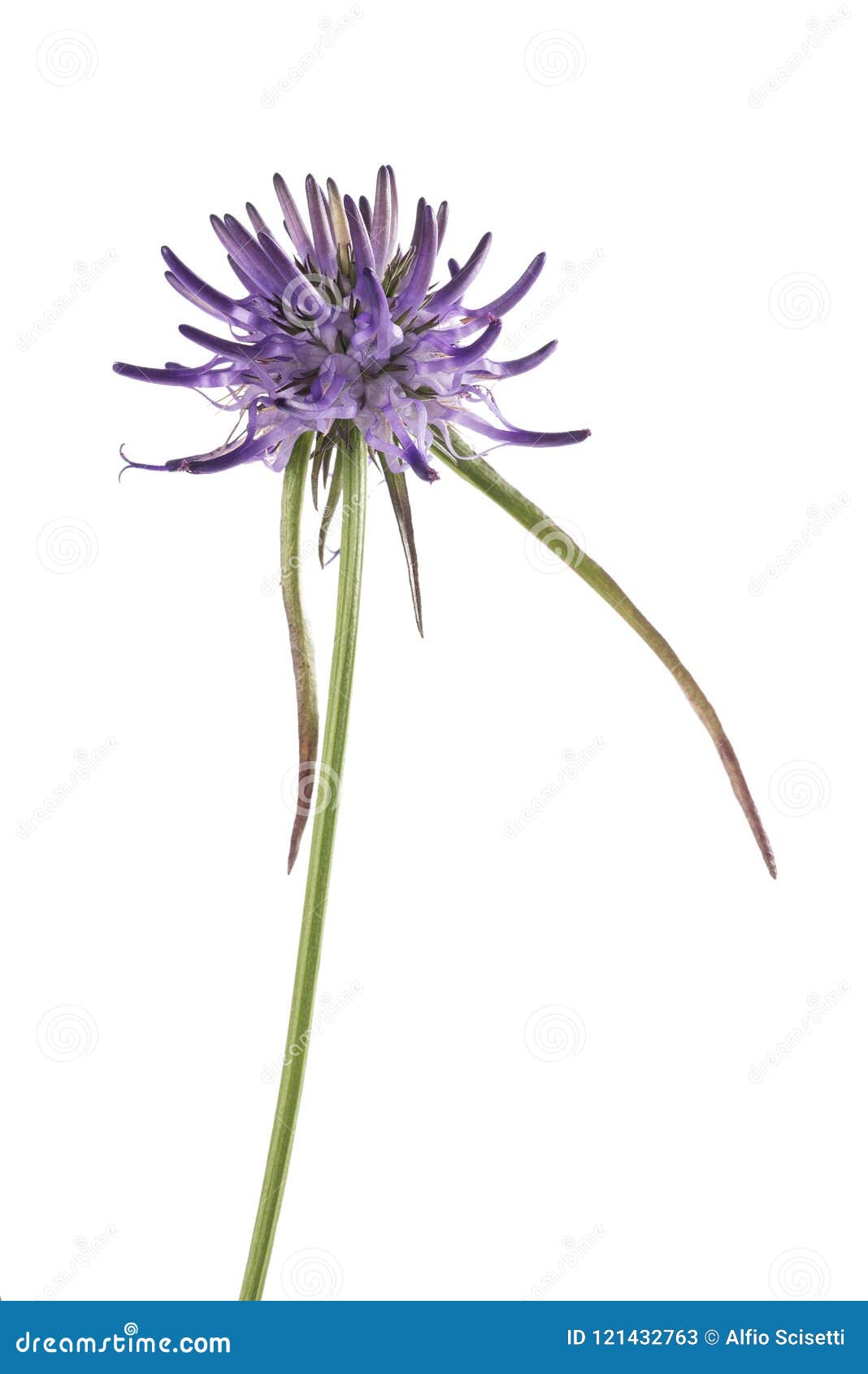 Rampion stock image. Image of flowers, alpine, phyteuma - 121432763