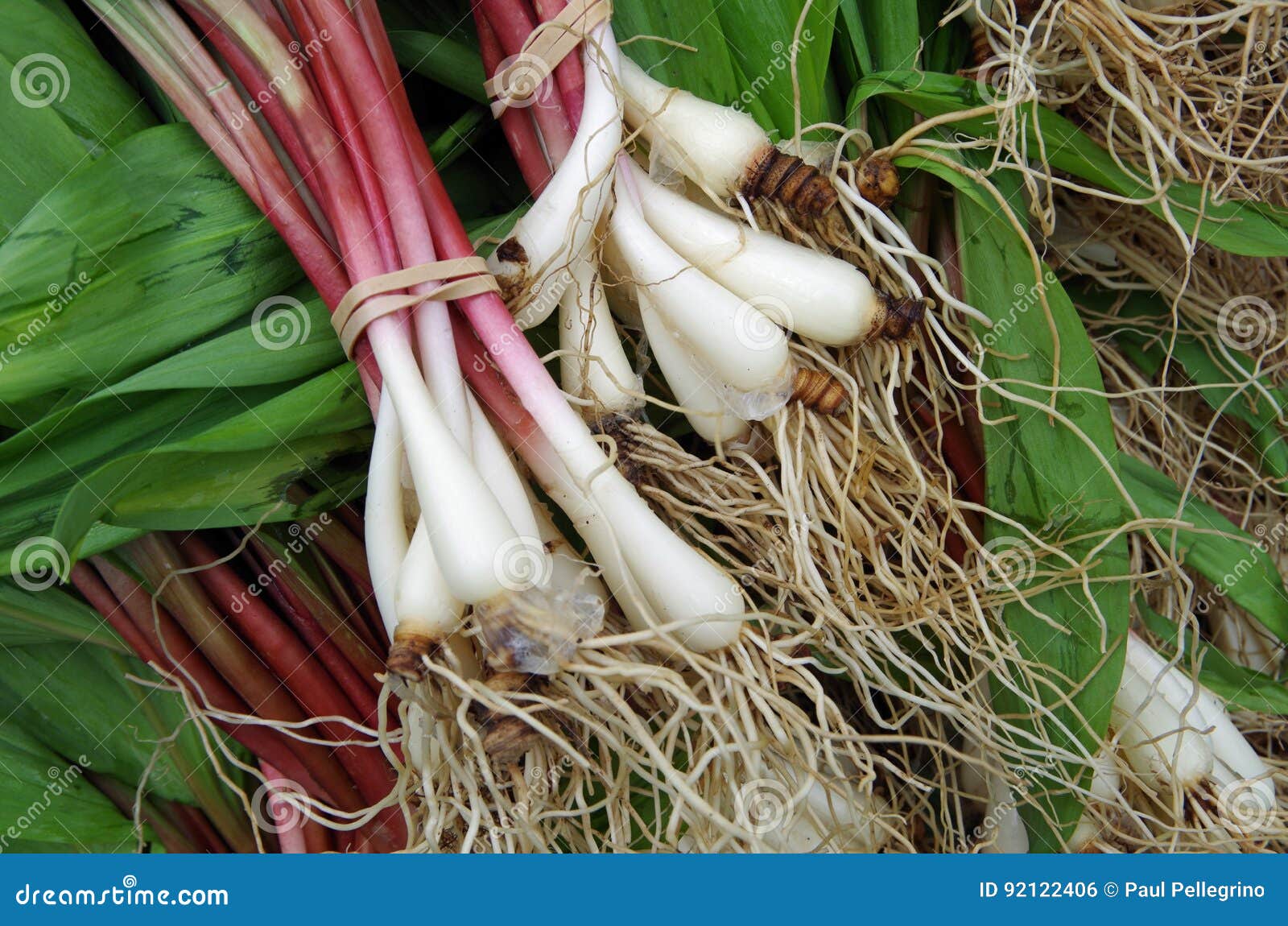 Ramps with roots stock photo. Image of harvest, natural - 92122406