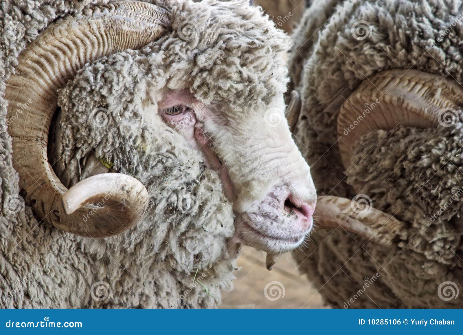 Rams stock photo. Image of vibrant, merino, white, portrait - 10285106