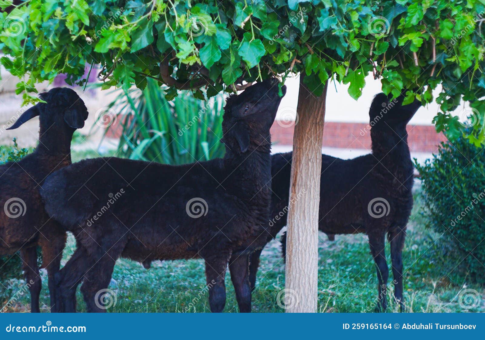 The Rams are Eating the Leaves Stock Photo - Image of face, domestic ...