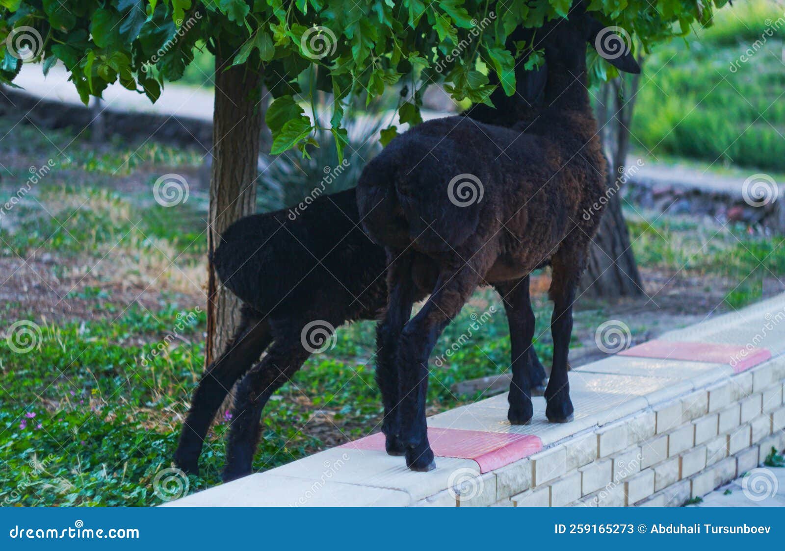 The Rams are Eating the Leaves Stock Image - Image of brown, animal ...
