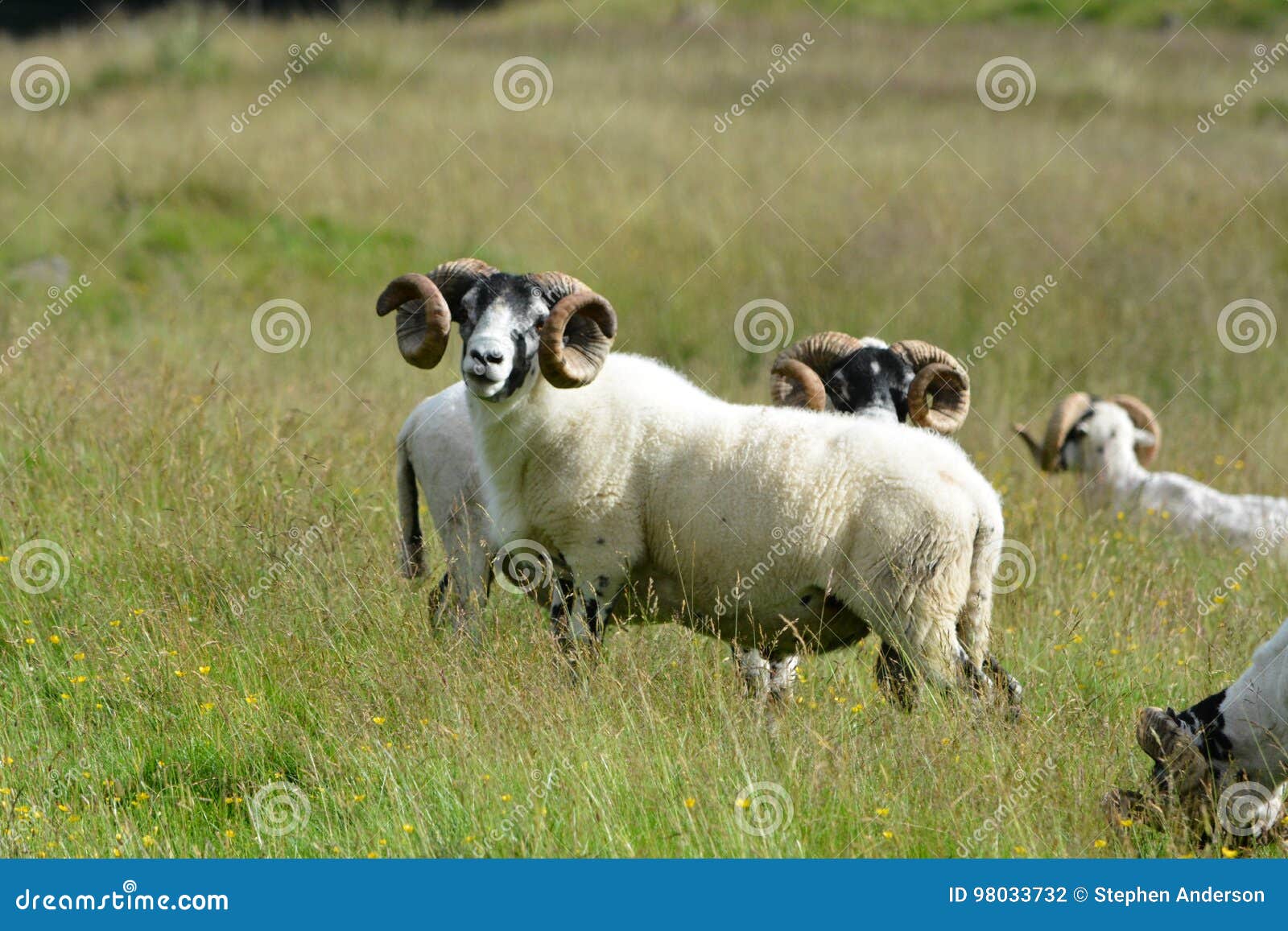 Rams Enjoying the Spring Grass. Stock Photo - Image of curly, grazing ...