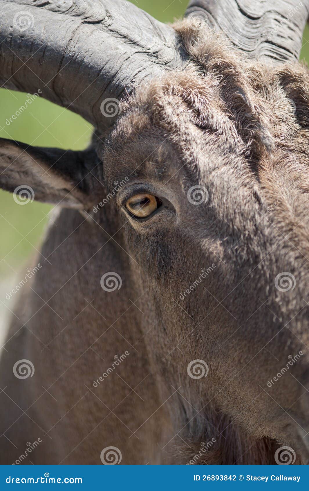 Rams eye stock photo. Image of wildlife, horns, notched - 26893842
