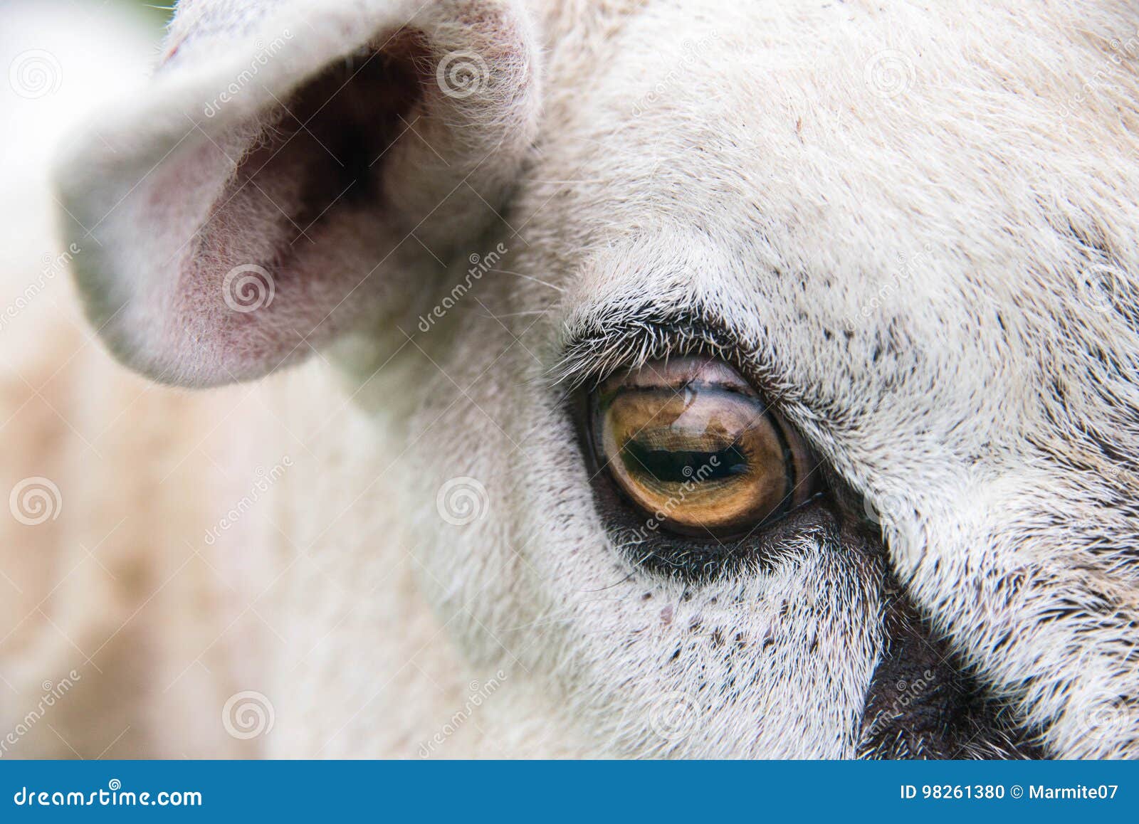Rams eye stock photo. Image of woolly, countryside, animal - 98261380