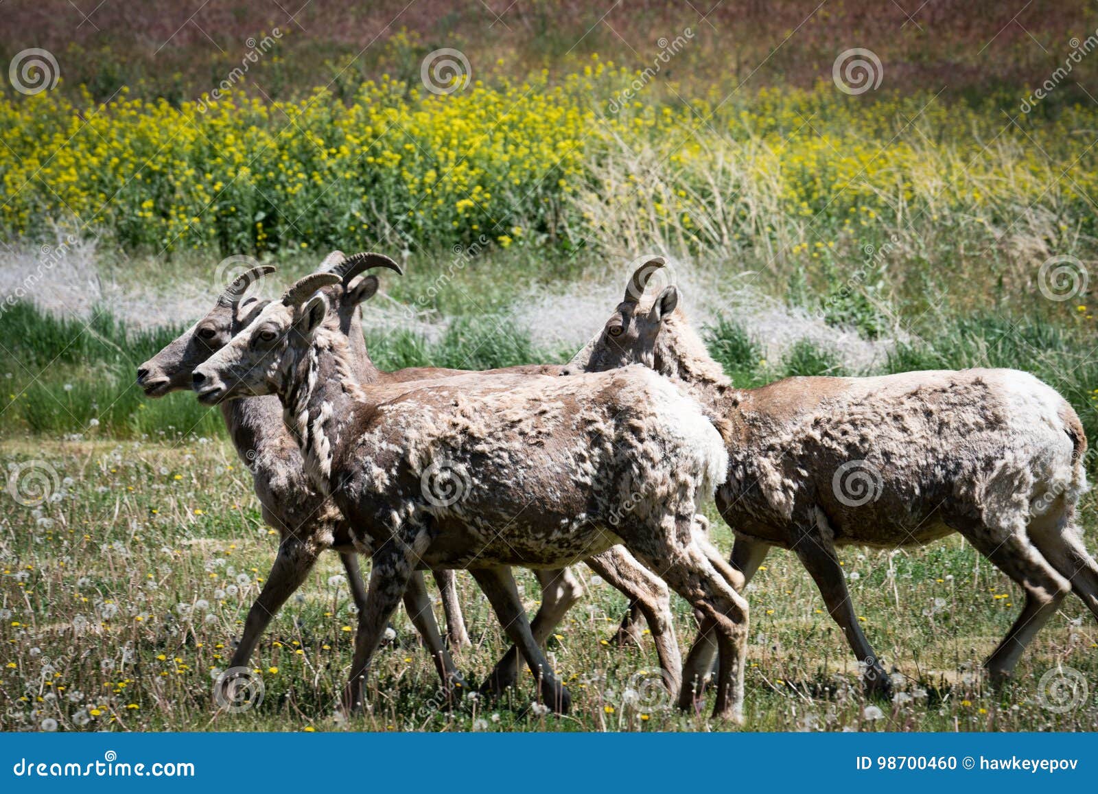 Rams in a Field stock photo. Image of animal, horn, landscape - 98700460