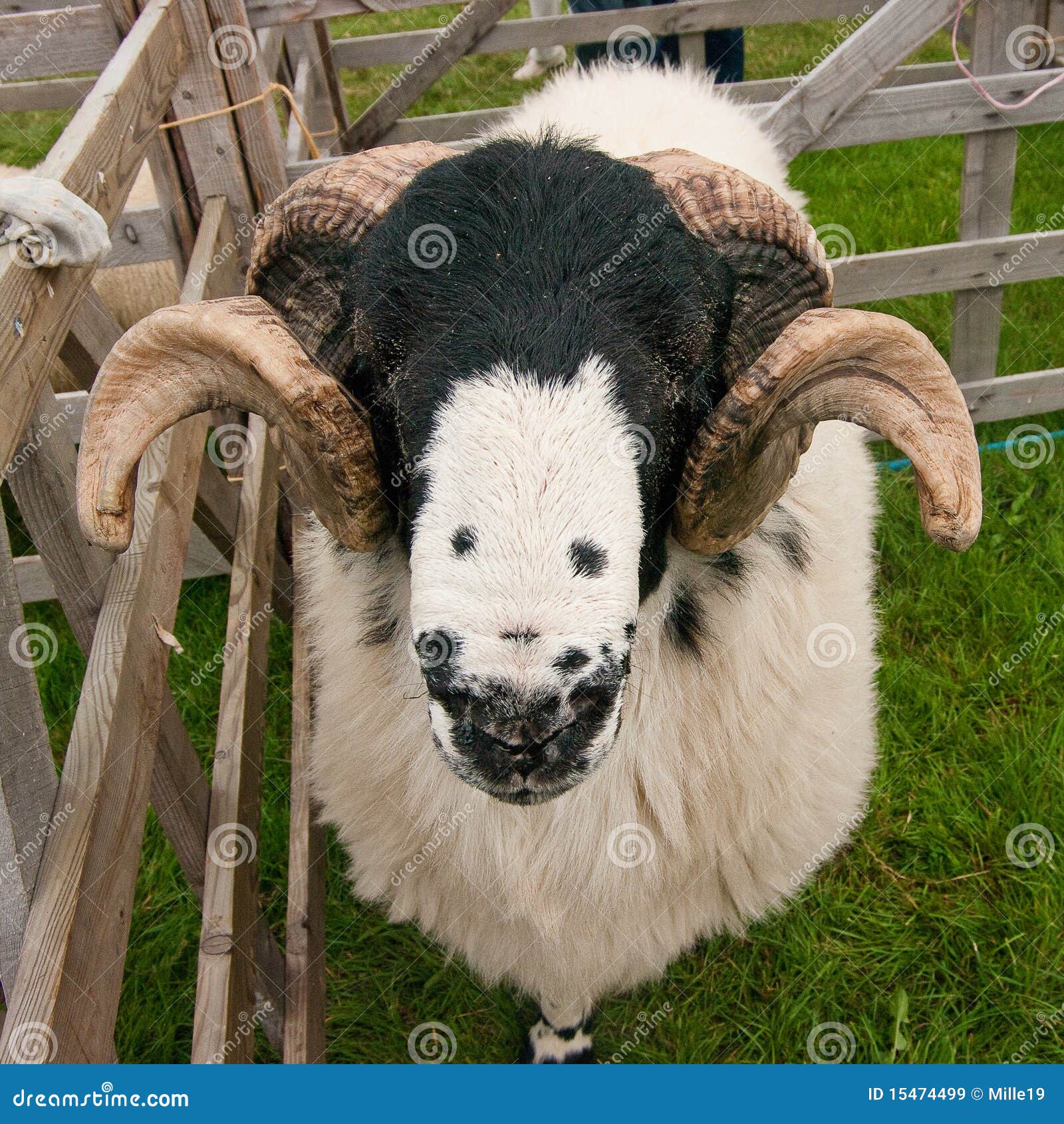 Rams Head stock image. Image of tupp, horns, county, farm - 15474499