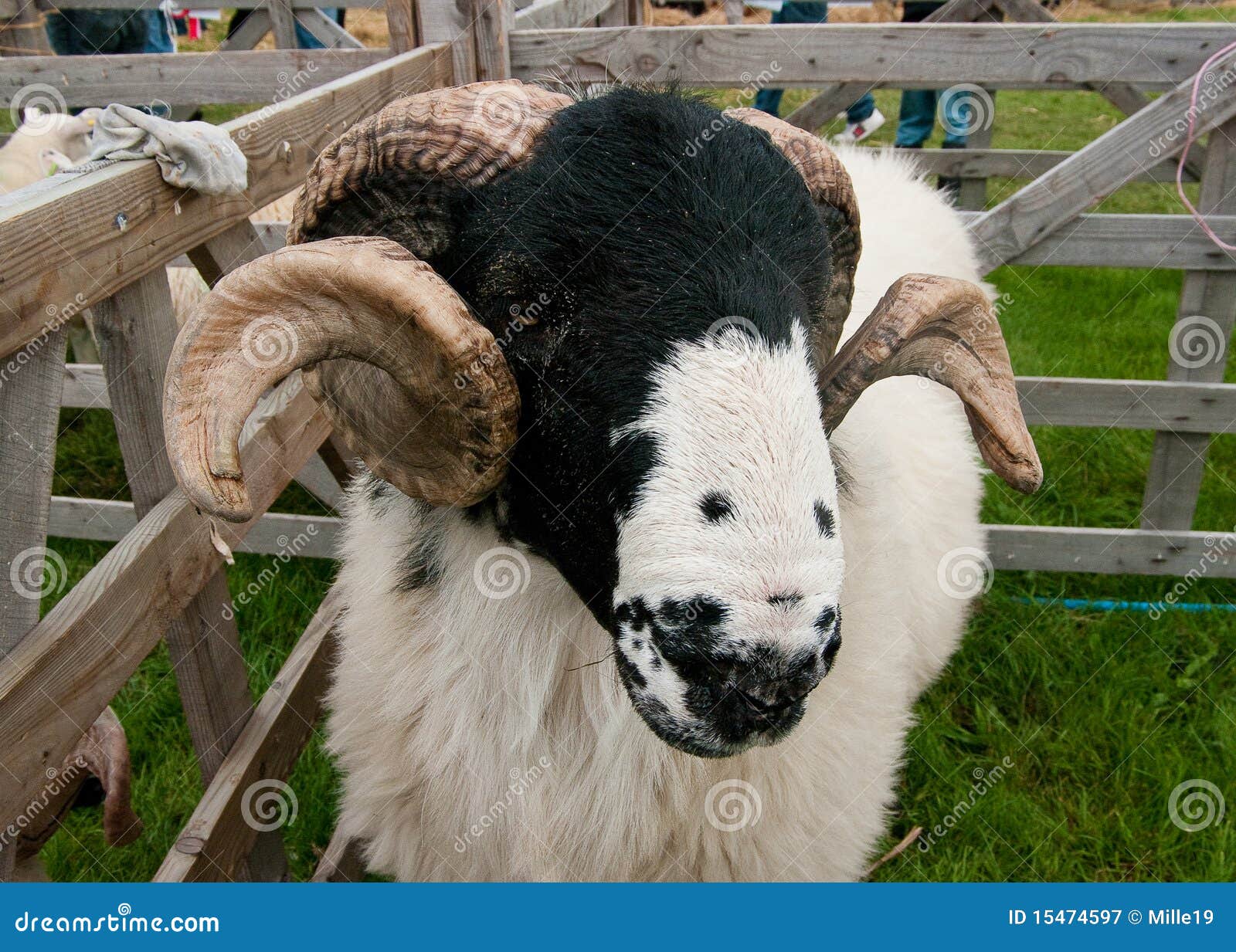 Rams Head stock image. Image of country, farming, horns - 15474597