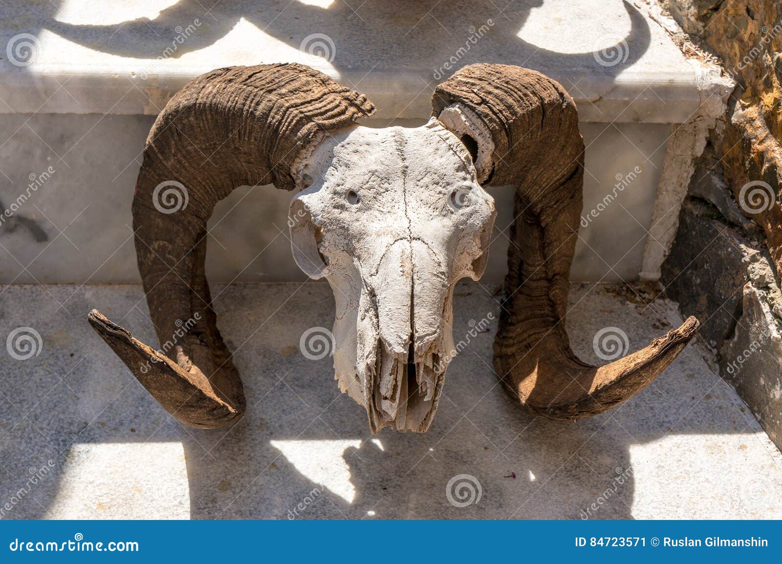 Rams Head with Full Curl Horns Stock Image - Image of evolution, nose ...