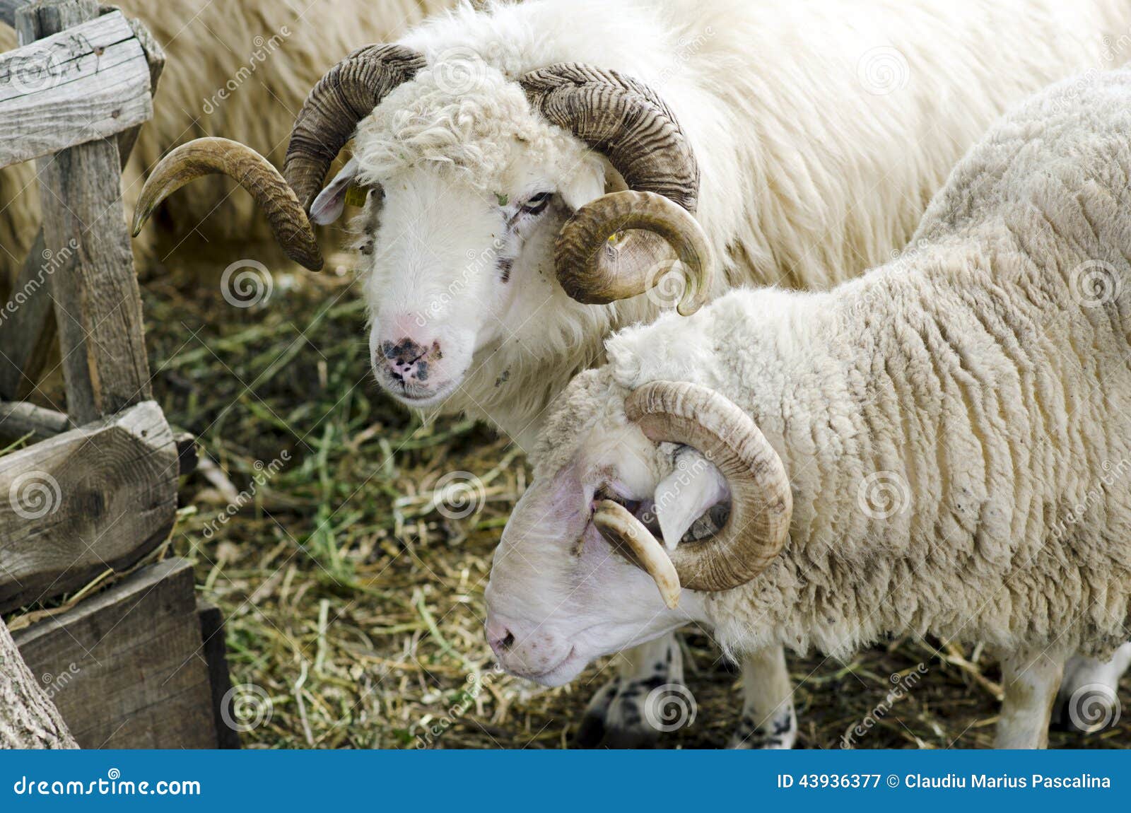 Rams with horns stock image. Image of ruminant, wool - 43936377