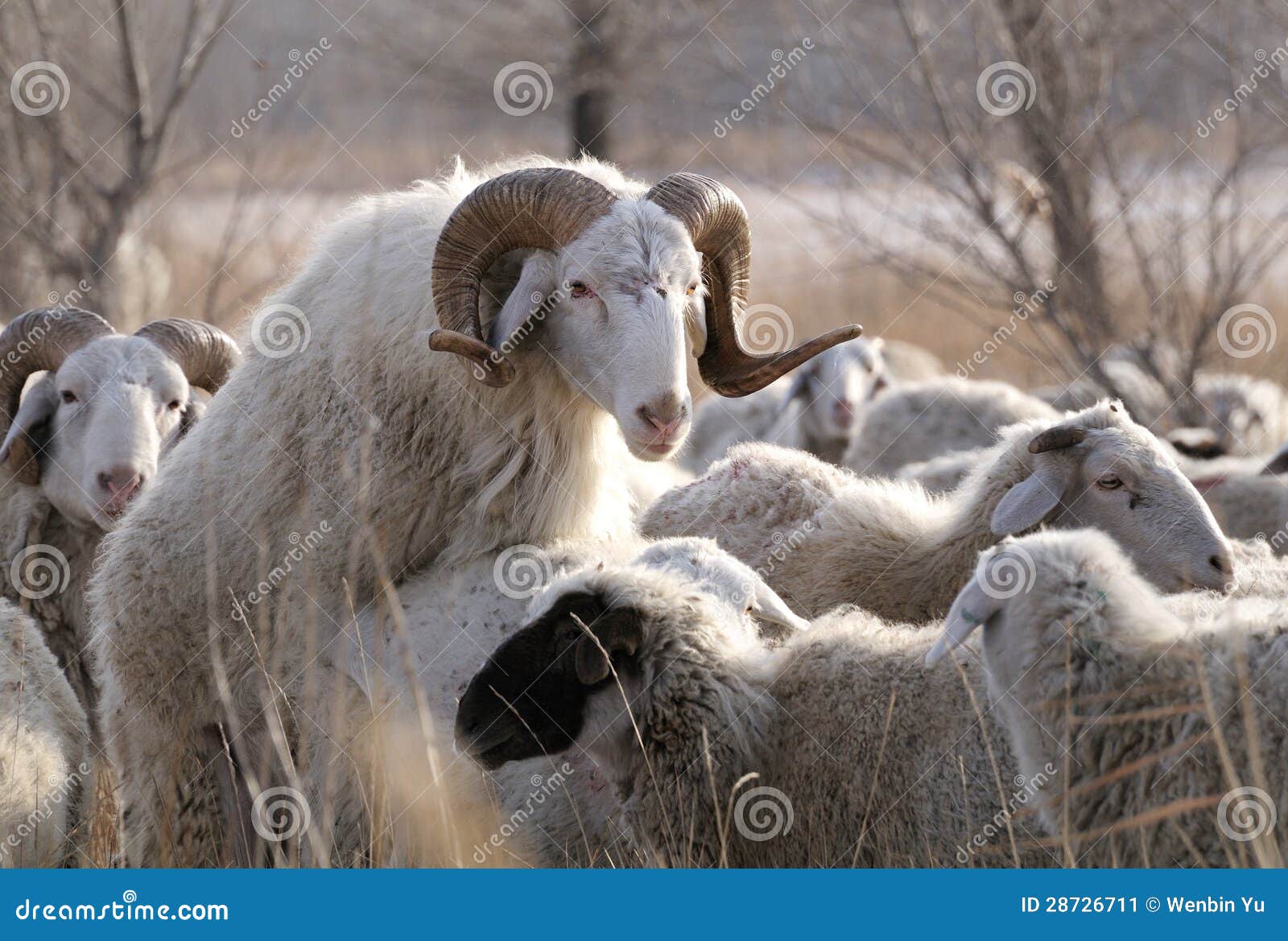 Rams mating stock image. Image of animals, nature, sheep，mating - 28726711