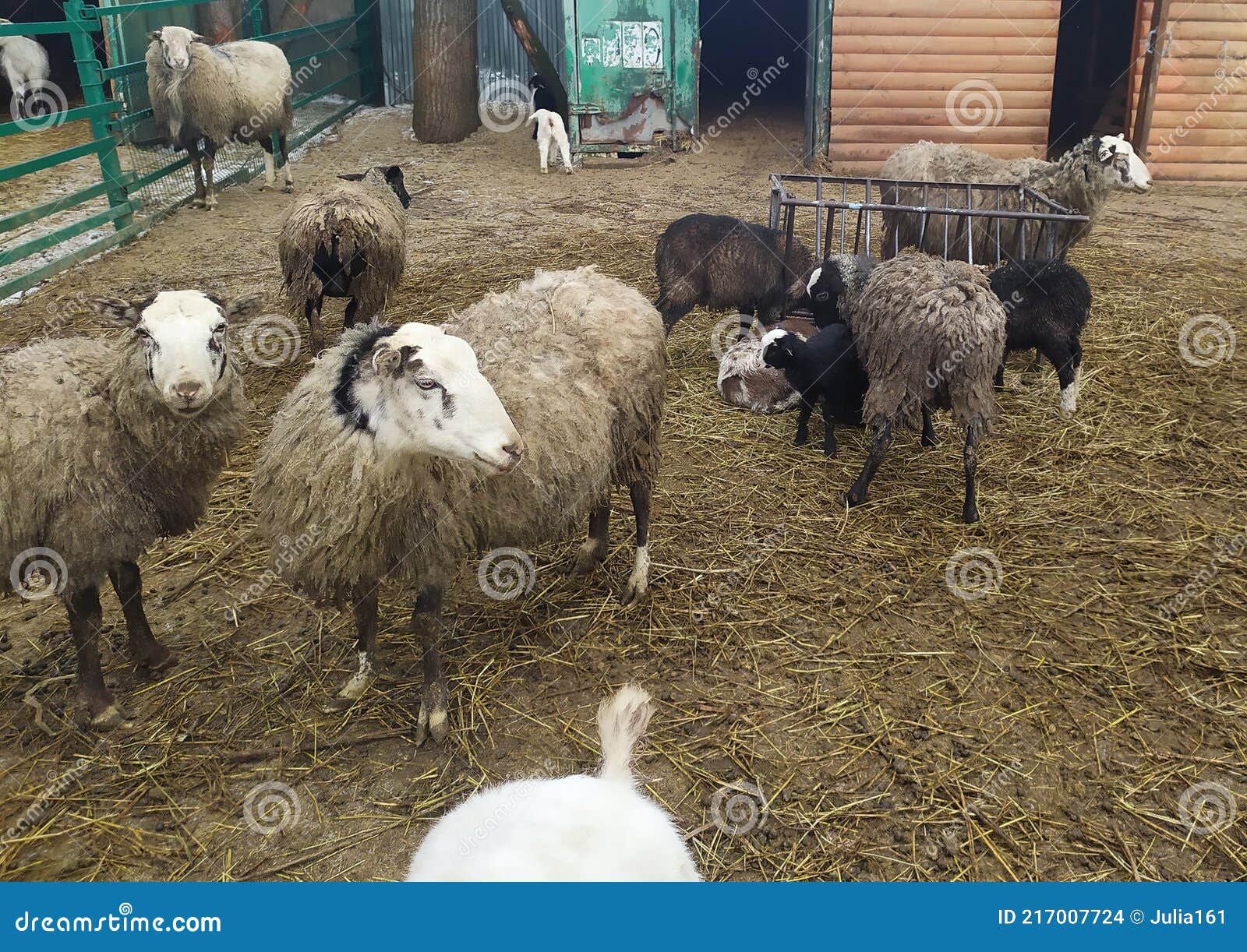 Rams and sheep in a farm stock photo. Image of moscow - 217007724