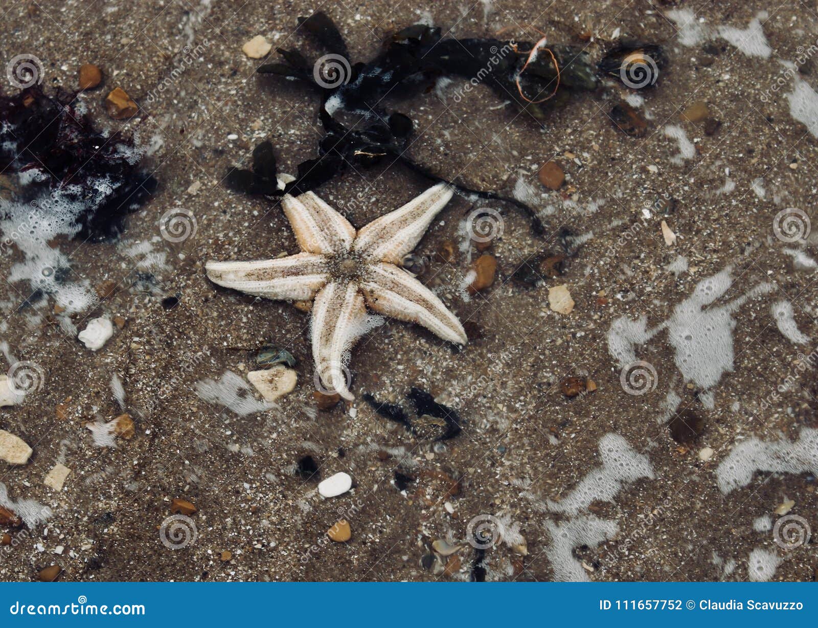 Starfish stock photo. Image of starfish, england, dead - 111657752