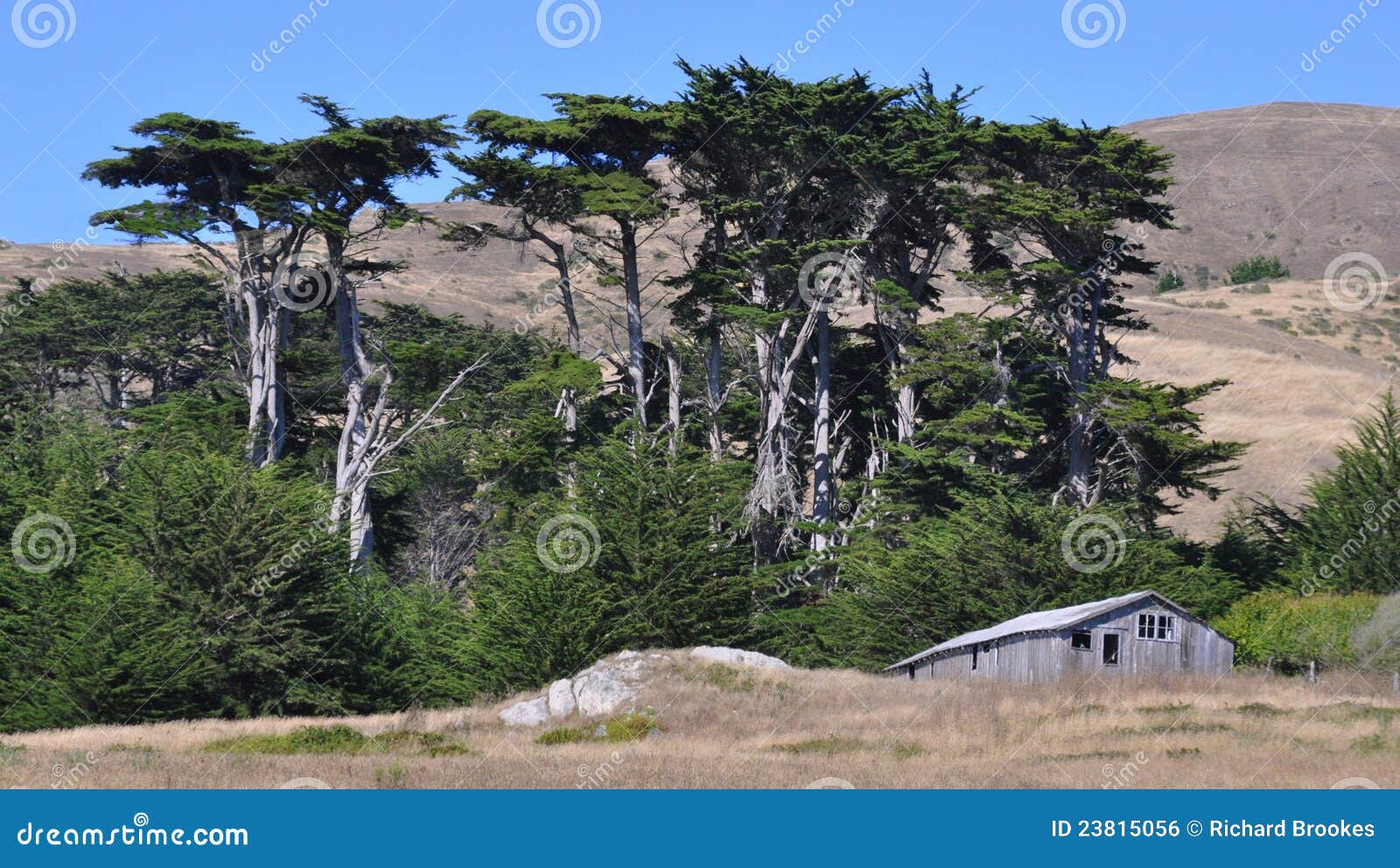 Ramshackle Barn & Cypresses Stock Photo - Image of barn, field: 23815056