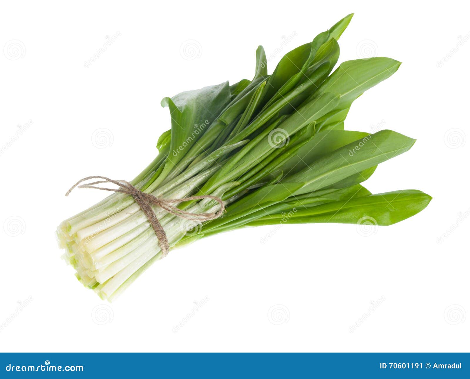 Ramson bunch vegetable stock image. Image of bundle, medicine - 70601191