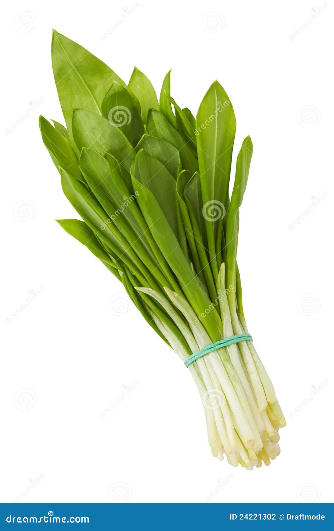 Ramson cluster stock photo. Image of organic, onion, root - 24221302