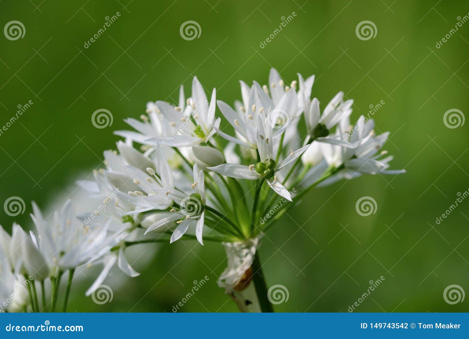 Ramson Flower Allium Ursinum Stock Photo - Image of garlic, beauty ...
