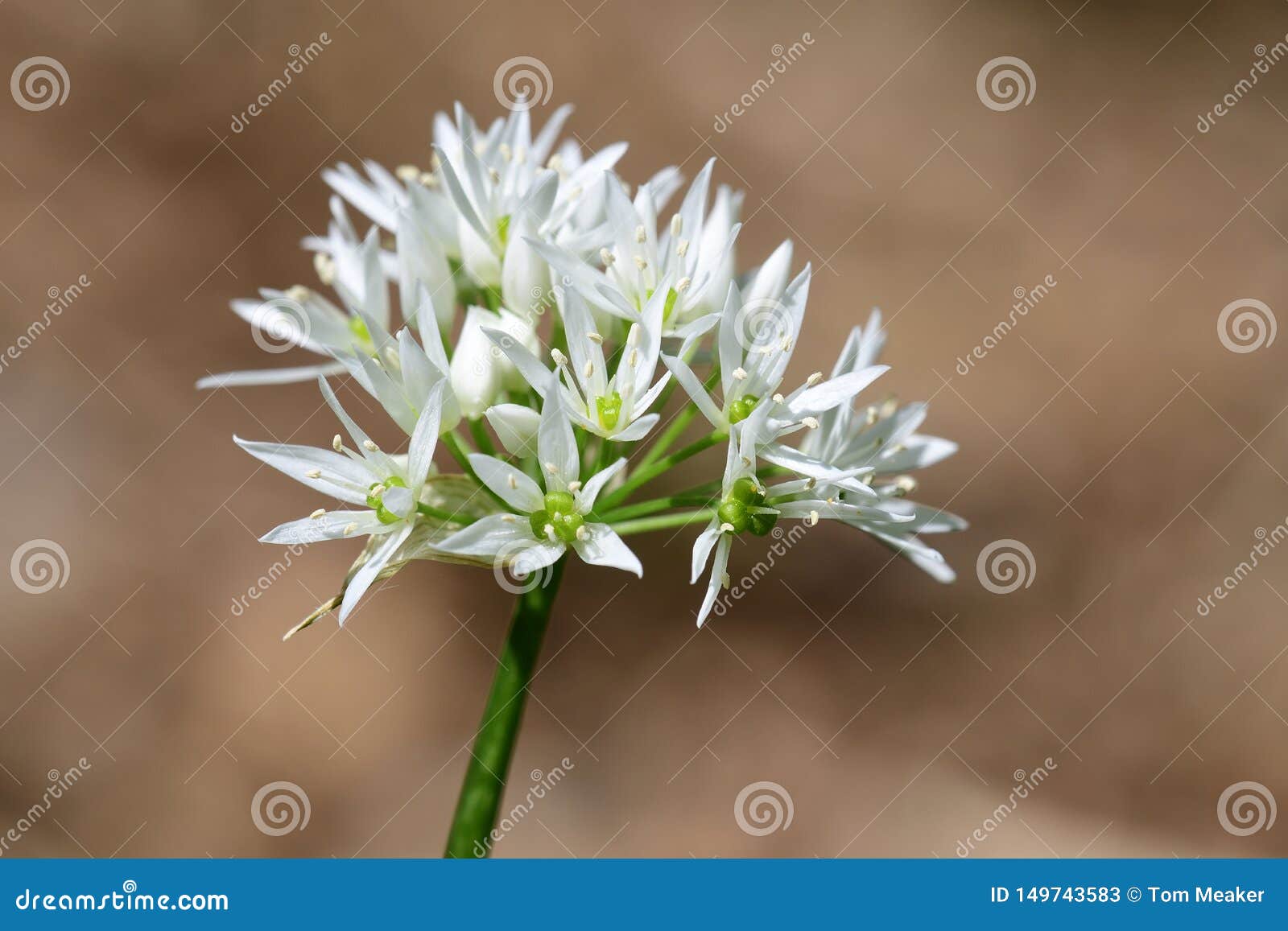 Ramson Flower Allium Ursinum Stock Image - Image of leek, flora: 149743583