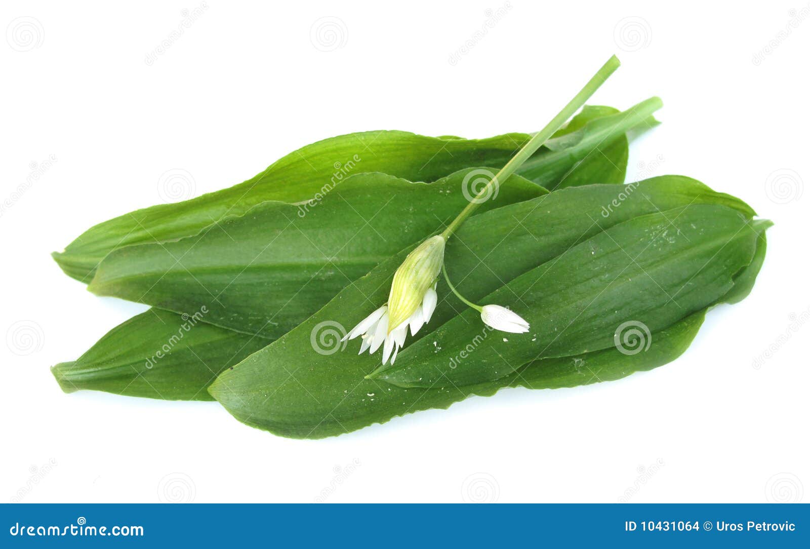 Ramson leaves and flower stock photo. Image of buckrams - 10431064