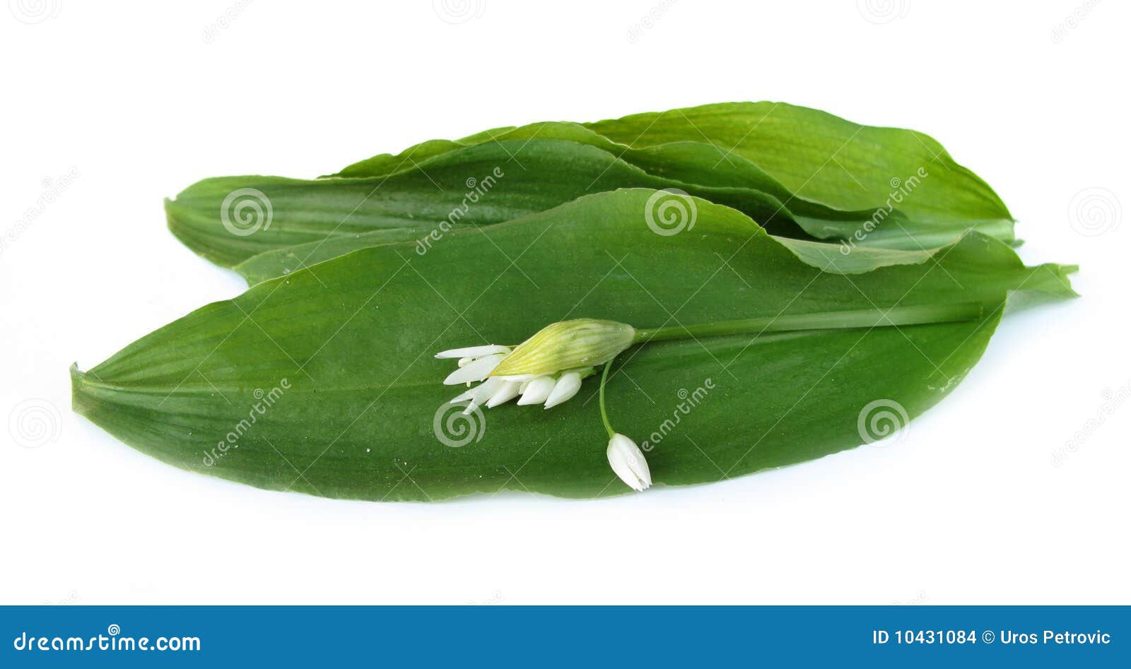 Ramson leaves and flower stock photo. Image of food, chives - 10431084