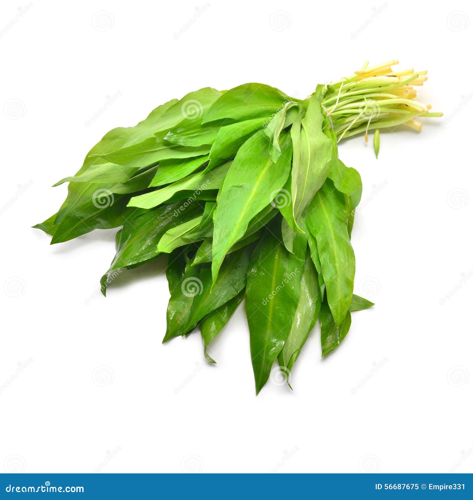 Ramson stock image. Image of green, isolated, white, herb - 56687675