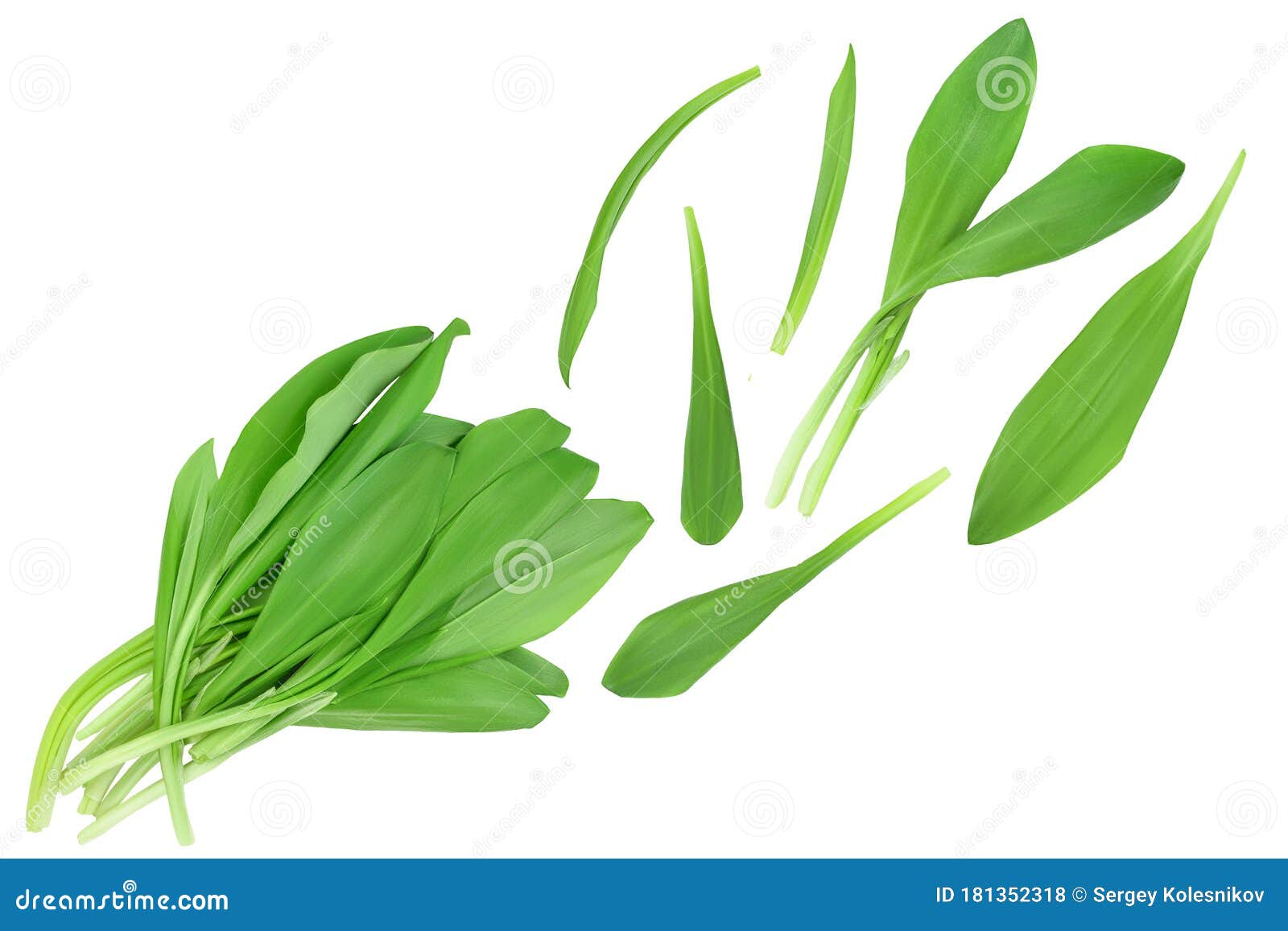 Ramson Leaves Isolated on White Background with Clipping Path and Full ...