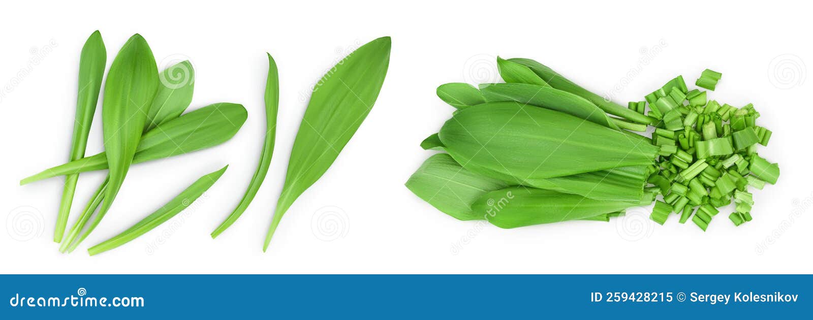 Ramson Leaves Isolated on White Background and Full Depth of Field, Top ...