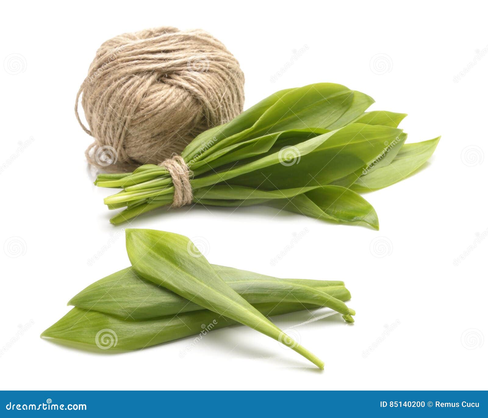 Ramson Onion Cluster Stock Image | CartoonDealer.com #30323611