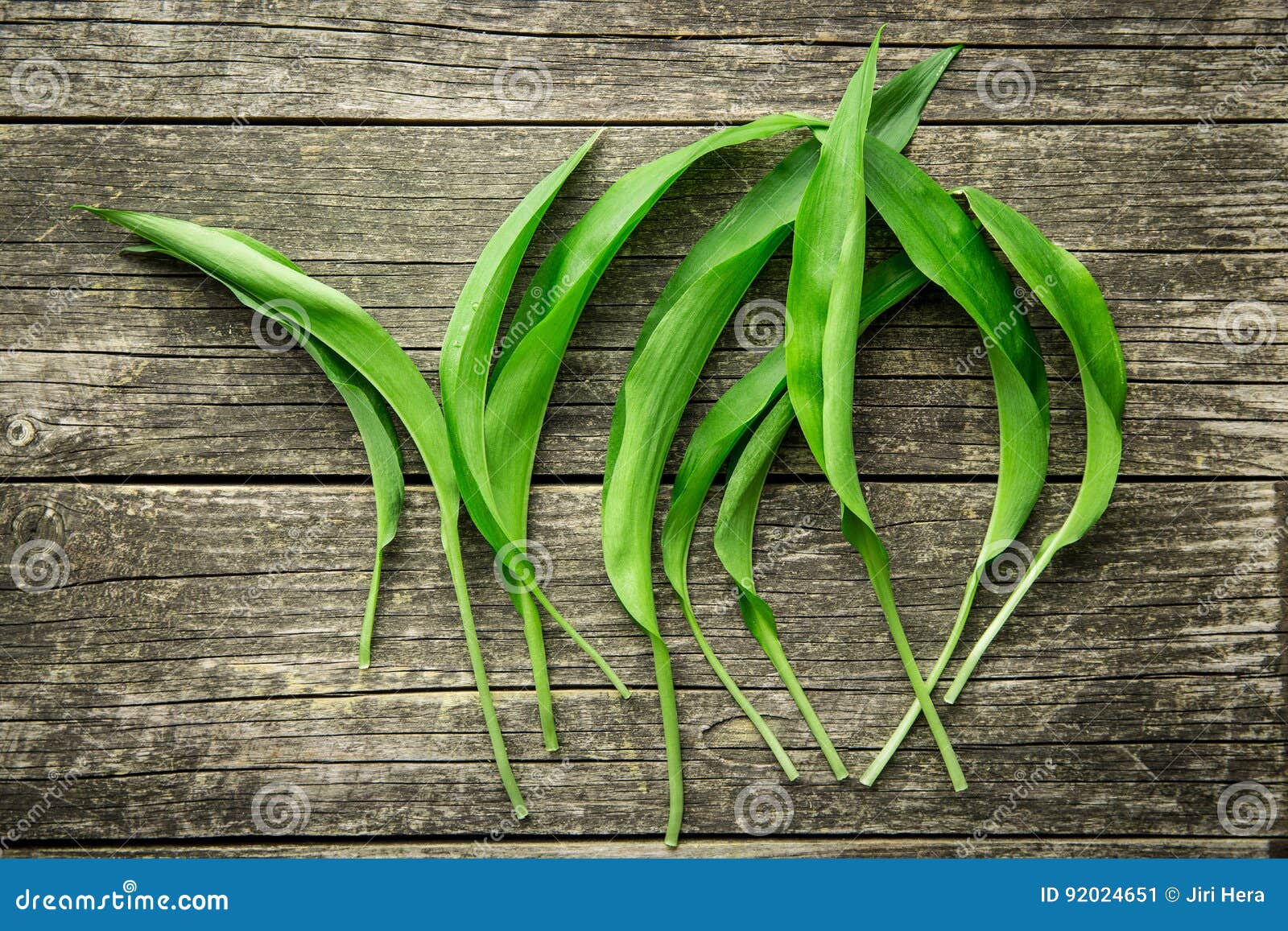 Ramson or Wild Garlic Leaves Stock Image - Image of health, ramson ...