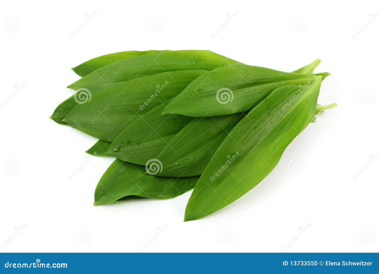 Ramsons stock photo. Image of bunch, studio, grass, buckrams - 13733550