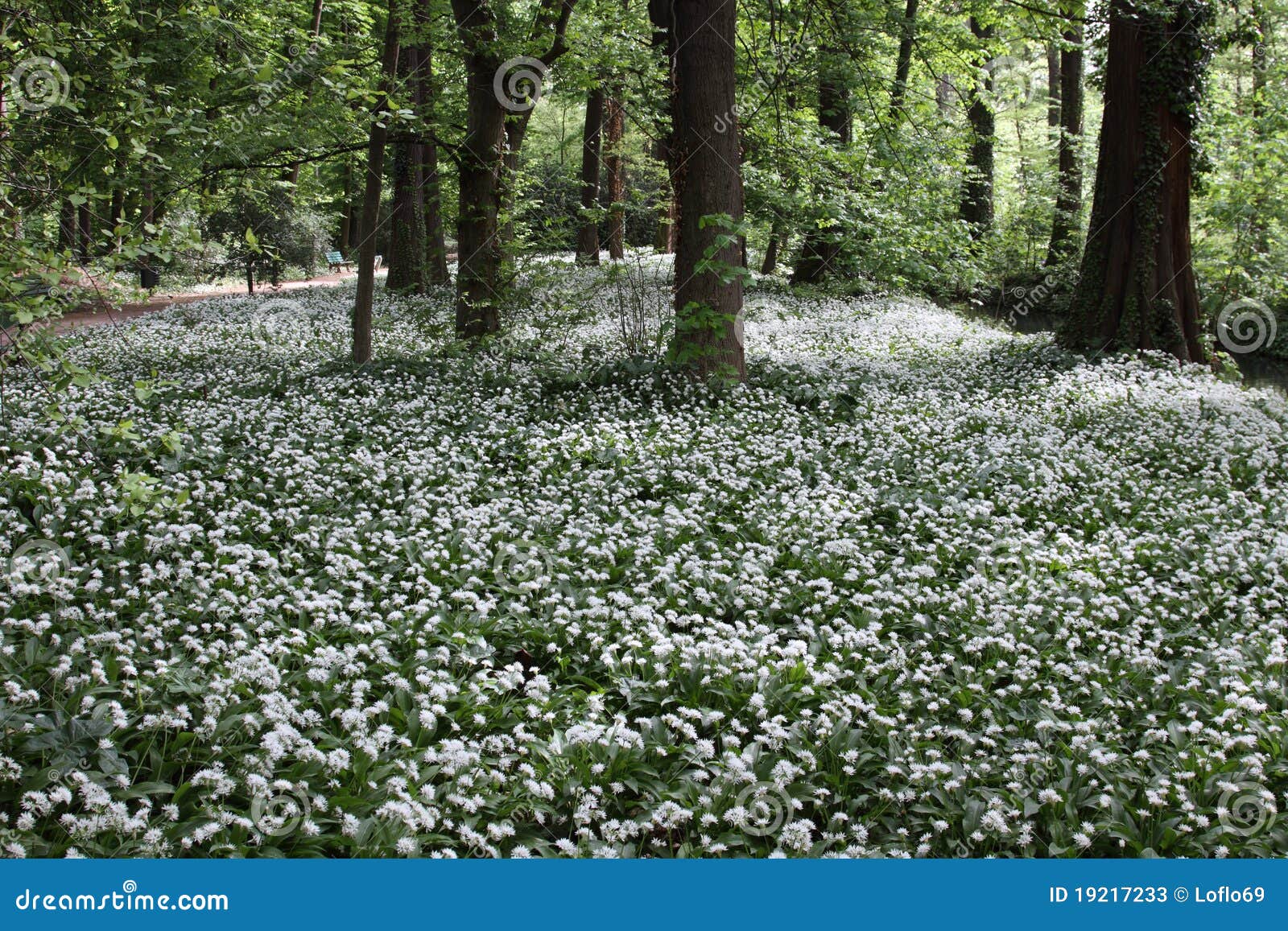 Ramsons stock image. Image of ursinum, flower, ramsons - 19217233