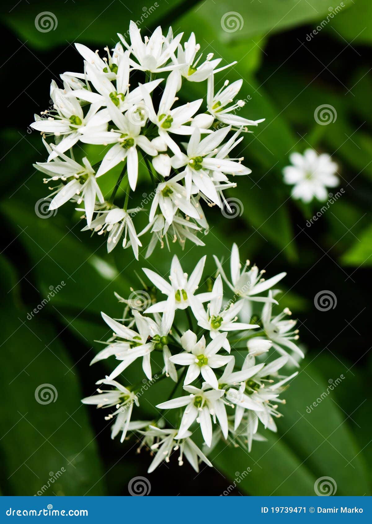 Ramsons stock image. Image of nature, green, garlic, food - 19739471