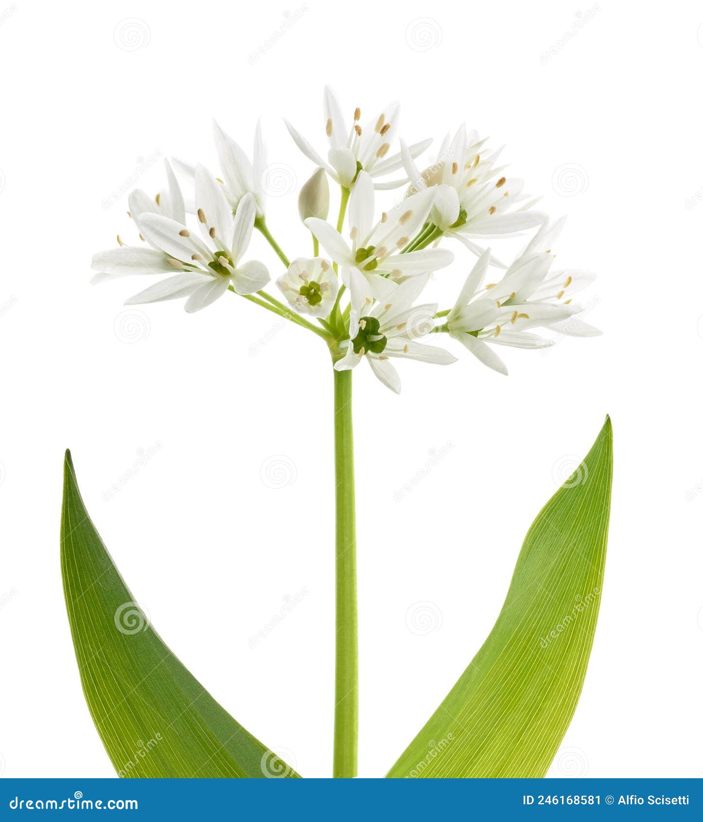 Ramsons flowers stock image. Image of flowers, cowlic - 246168581