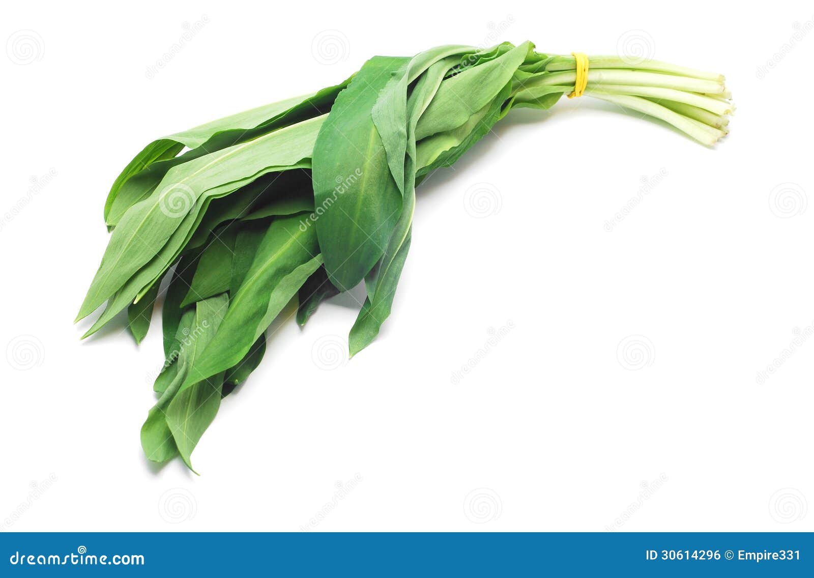 Ramsons stock photo. Image of healthy, spice, ingredient - 30614296