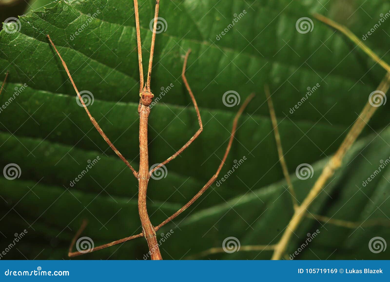 Ramulus Nematodes Stock Photos - Free & Royalty-Free Stock Photos from ...