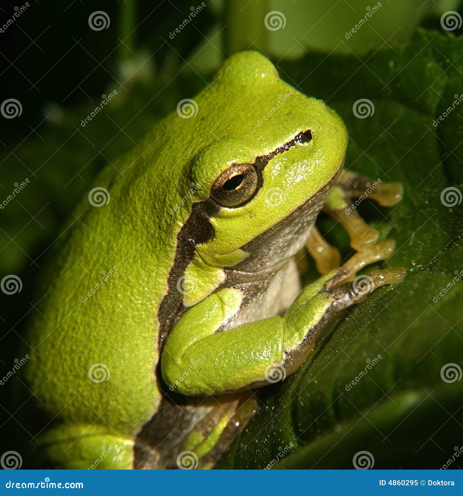 Rana #01 imagen de archivo. Imagen de cola, ranas, atolladero - 4860295