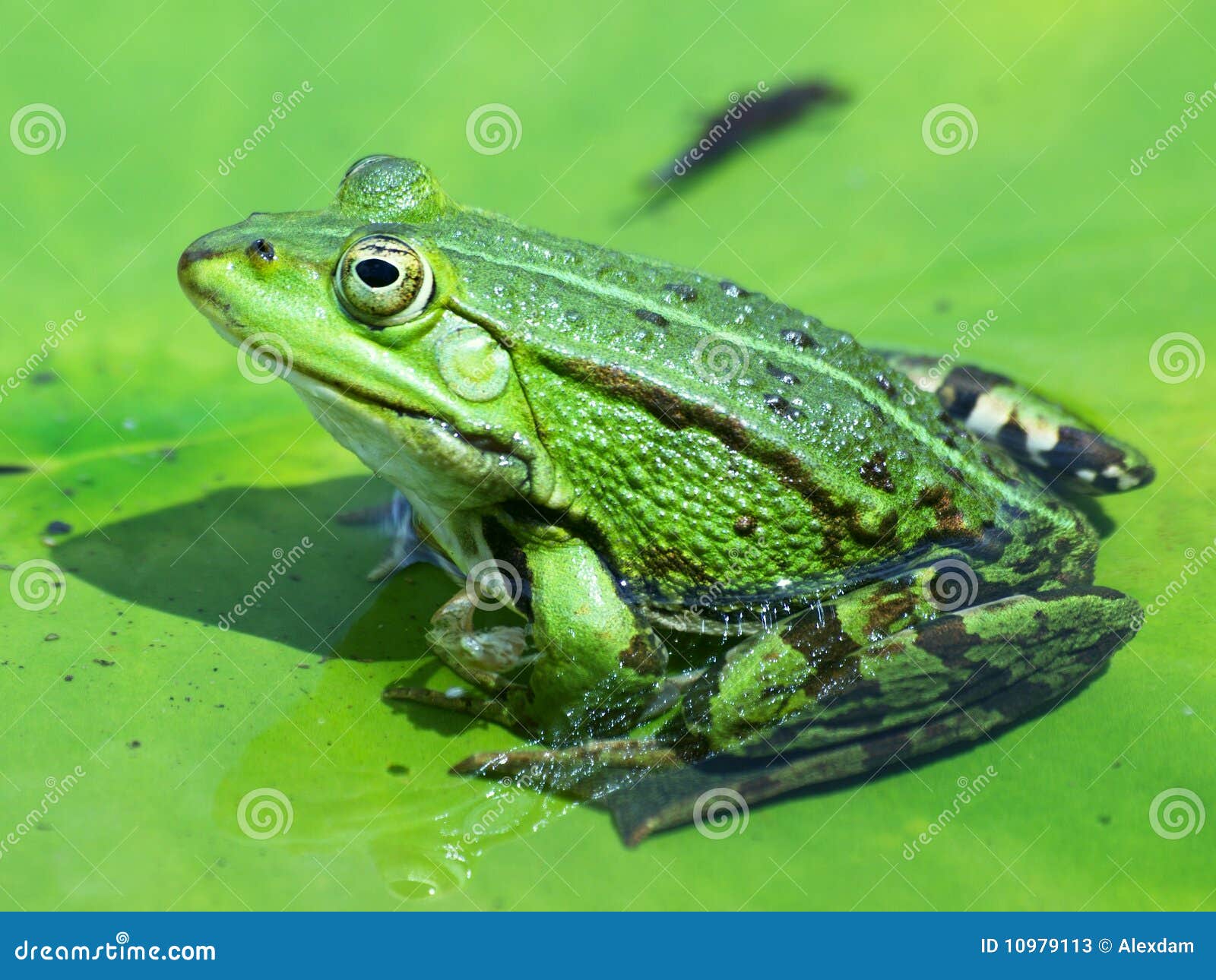 Rana imagen de archivo. Imagen de reserva, salvaje, ambiente - 10979113