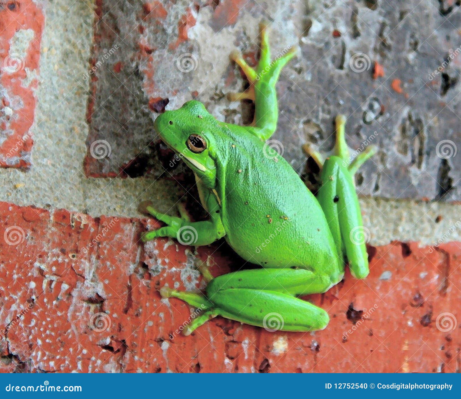 RANA foto de archivo. Imagen de reptil, brillante, verde - 12752540