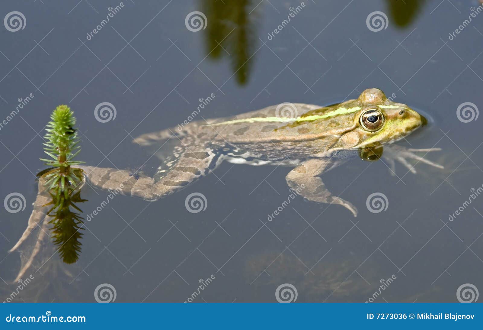 Rana 15 fotografia stock. Immagine di nuotata, ecologia - 7273036