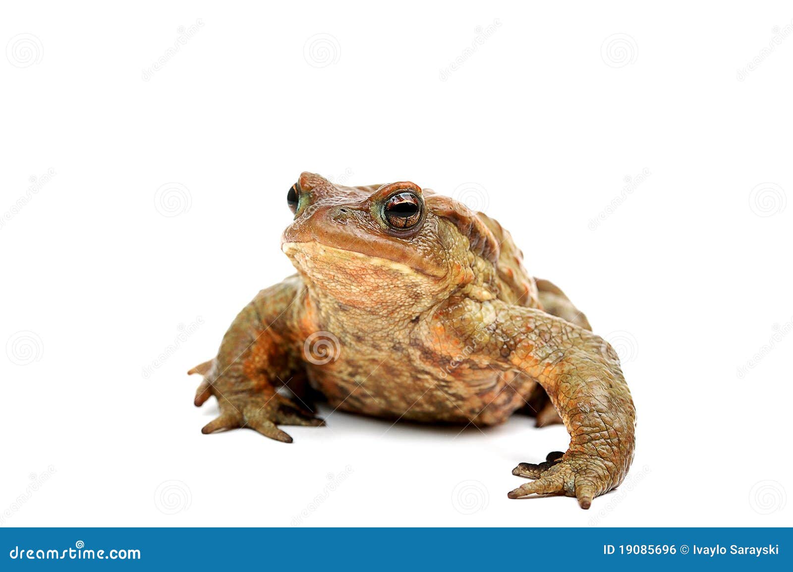 Rana foto de archivo. Imagen de cierre, imagen, cubo - 19085696