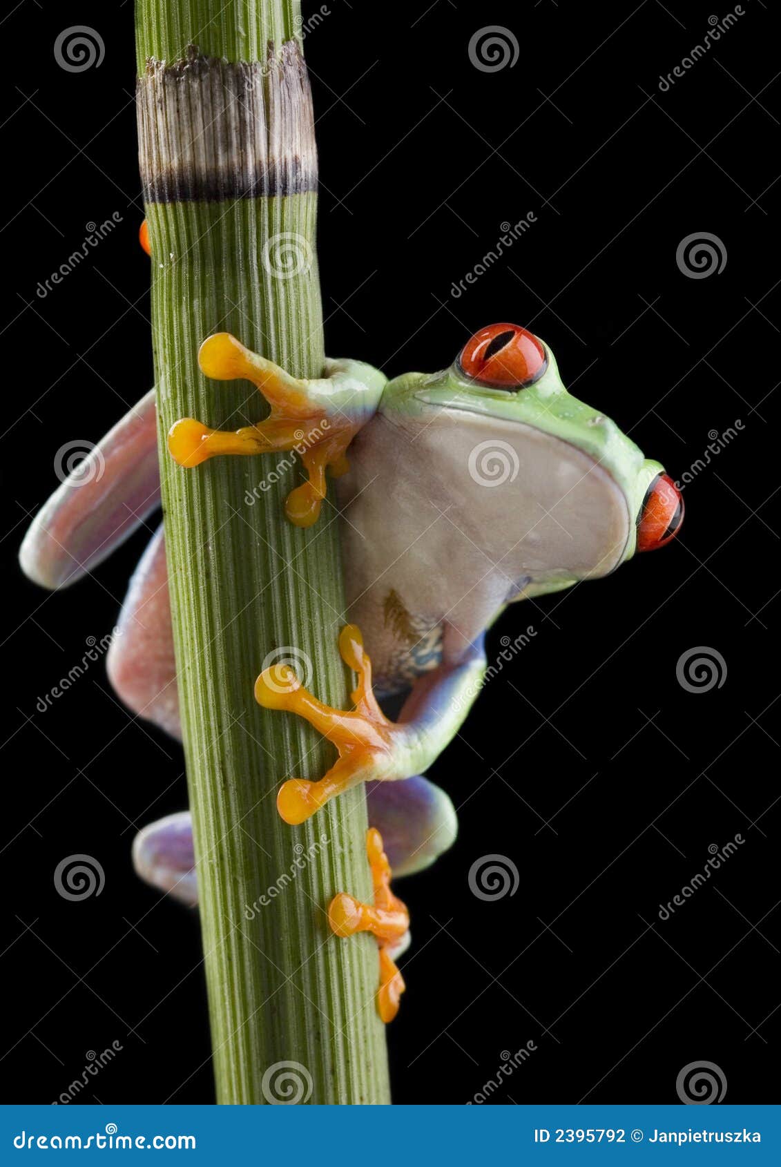 Rana foto de archivo. Imagen de ojos, loco, rojo, anaranjado - 2395792