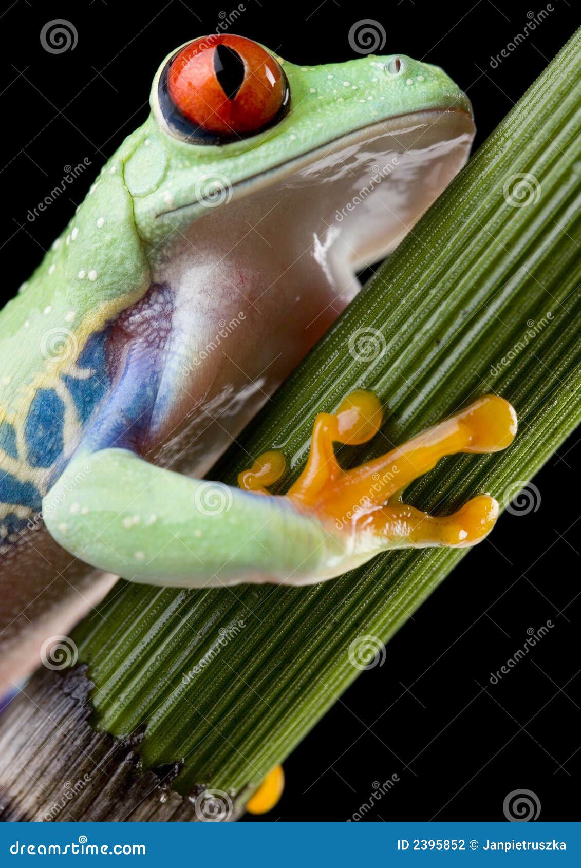 Rana foto de archivo. Imagen de ranas, azul, verde, ojos - 2395852