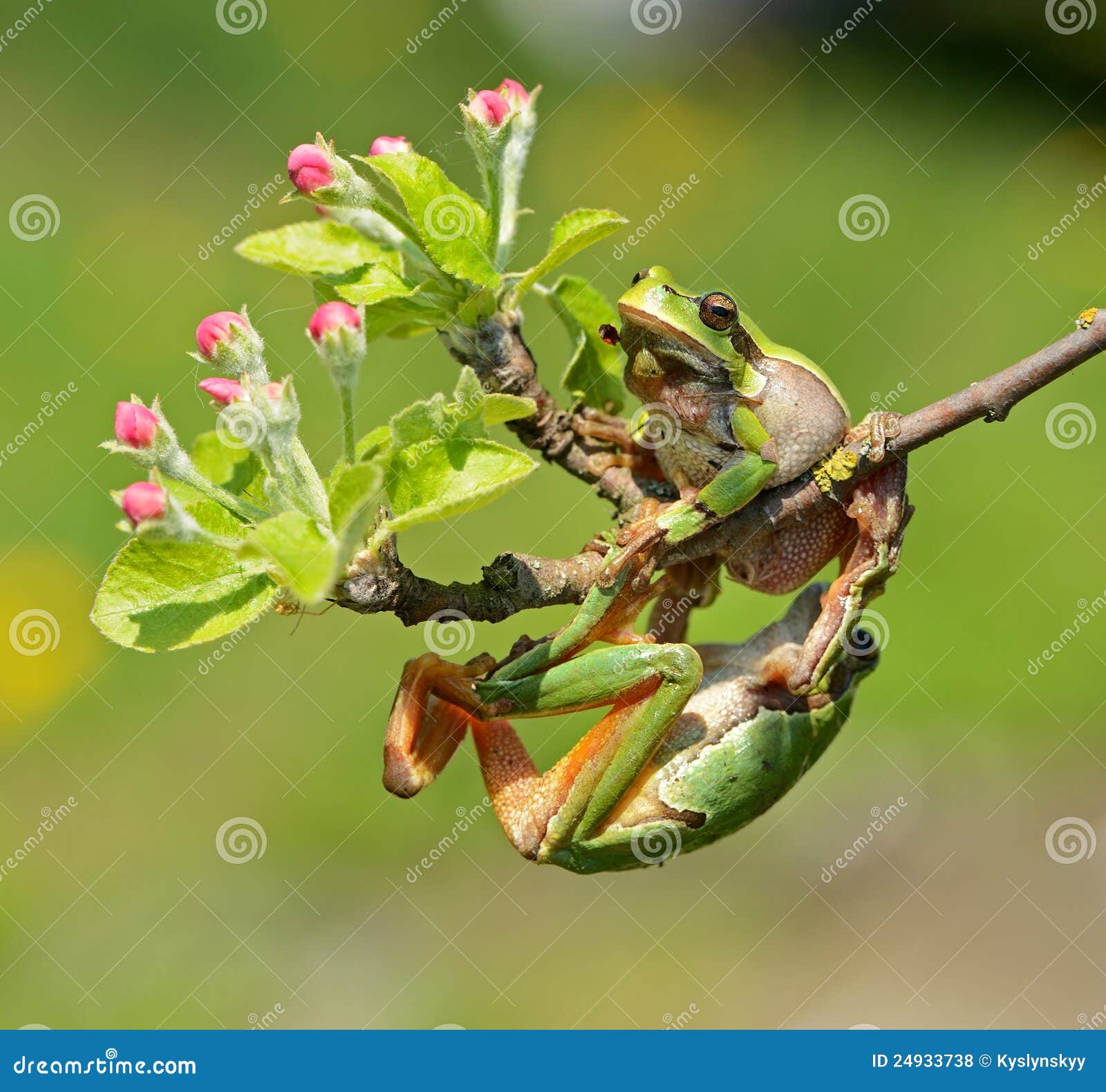Rana foto de archivo. Imagen de siéntese, lindo, bosque - 24933738